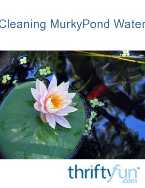 Clearing Murky Pond Water | ThriftyFun