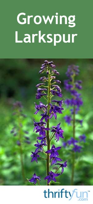 Growing Larkspur | ThriftyFun
