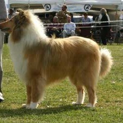 Breed Information: Rough Collie | ThriftyFun