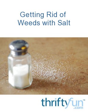 Getting Rid of Weeds with Salt? | ThriftyFun
