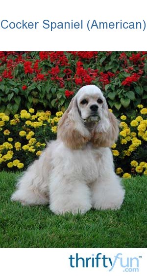 Breed Information: Cocker Spaniel (American) | ThriftyFun