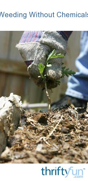 Easy Weeding Without Chemicals | ThriftyFun