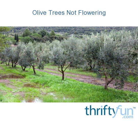 Olive Trees Not Flowering? | ThriftyFun