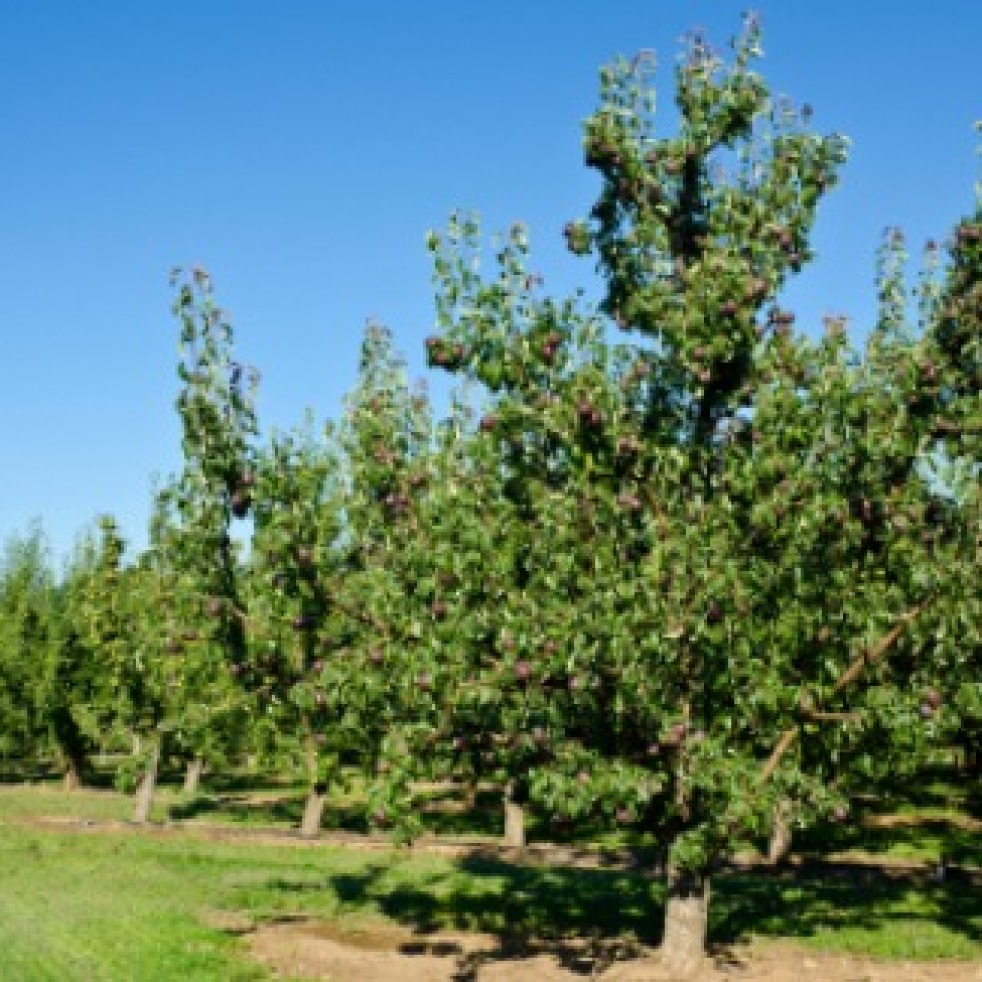 Pear Trees Not Flowering | ThriftyFun