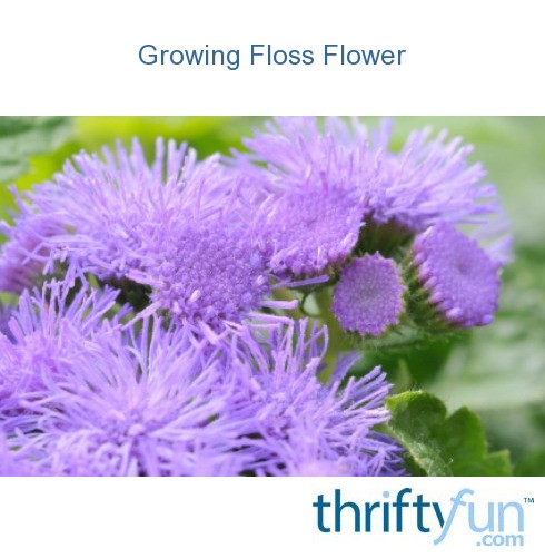 Growing Floss Flower | ThriftyFun