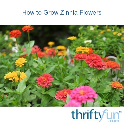 How to Grow Zinnia Flowers | ThriftyFun