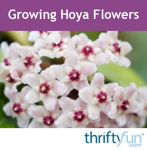 Growing Hoya Flowers | ThriftyFun