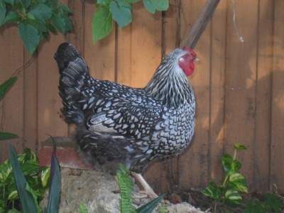 Dominique Chicken Breed Photos | ThriftyFun