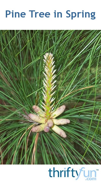 Garden: Pine Tree in Spring | ThriftyFun