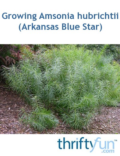 Growing Amsonia hubrichtii (Arkansas Blue Star) | ThriftyFun