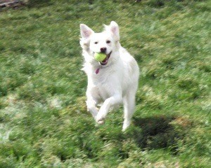 Alice Avalon Bay (Spitz/Border Collie) | ThriftyFun