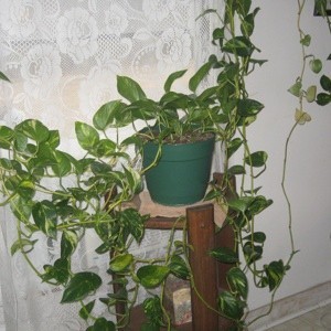 Caring for a Pothos Vine? | ThriftyFun