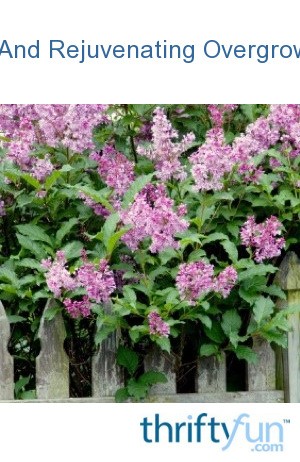 Pruning and Rejuvenating Overgrown Lilacs | ThriftyFun