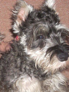 Scruffy (Miniature Schnauzer) | ThriftyFun