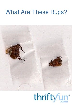What Are These Bugs? | ThriftyFun