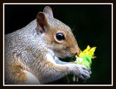 Squirrel Information and Photos | ThriftyFun