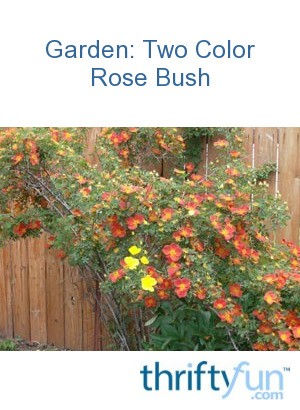 Garden: Two Color Rose Bush | ThriftyFun