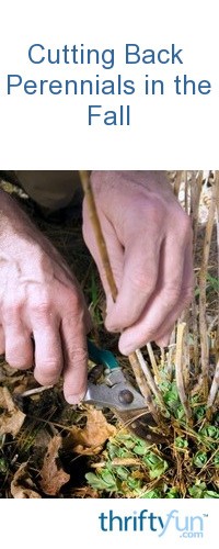 Cutting Back Perennials in the Fall | ThriftyFun