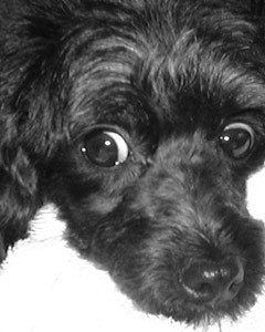 Mickey (Toy Poodle) | ThriftyFun