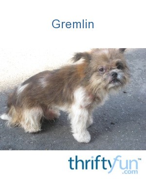 Gremlin (Dog) | ThriftyFun