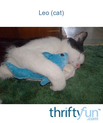 Leo (Cat) | ThriftyFun