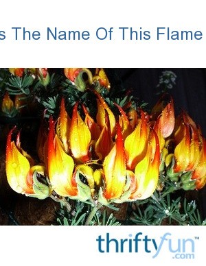 What Is The Name Of This Flame Plant? | ThriftyFun