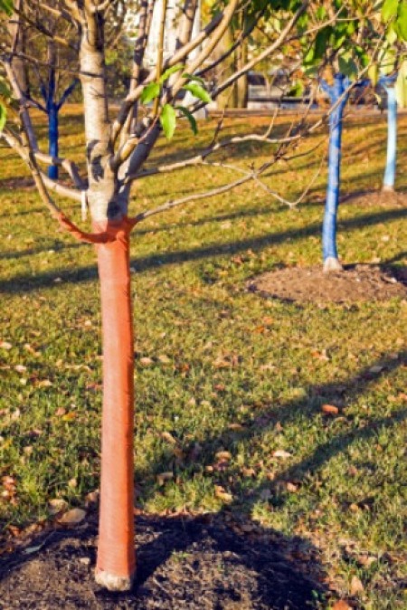 Protecting Plants in the Winter | ThriftyFun