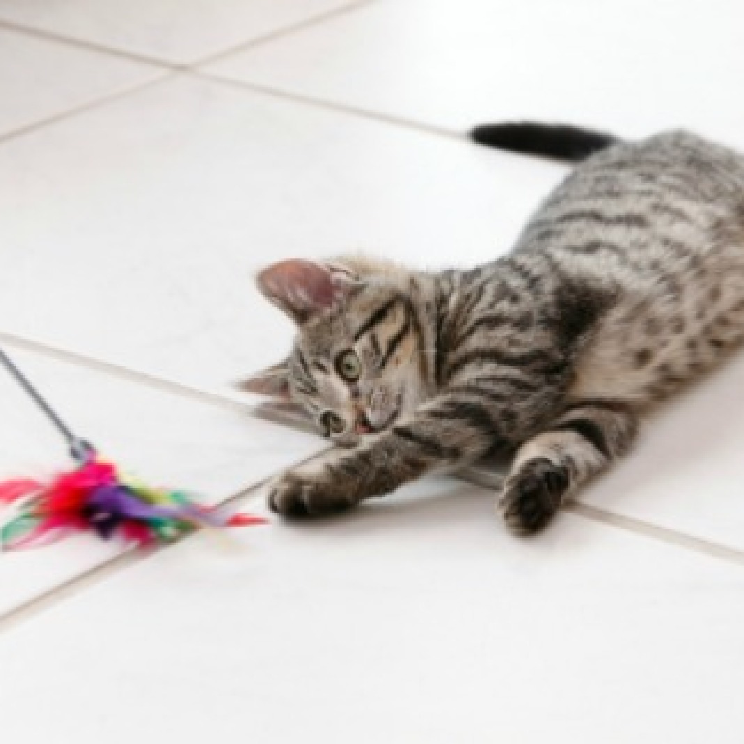 Cleaning Pet Urine Stains and Odors From a Tile Floor | ThriftyFun