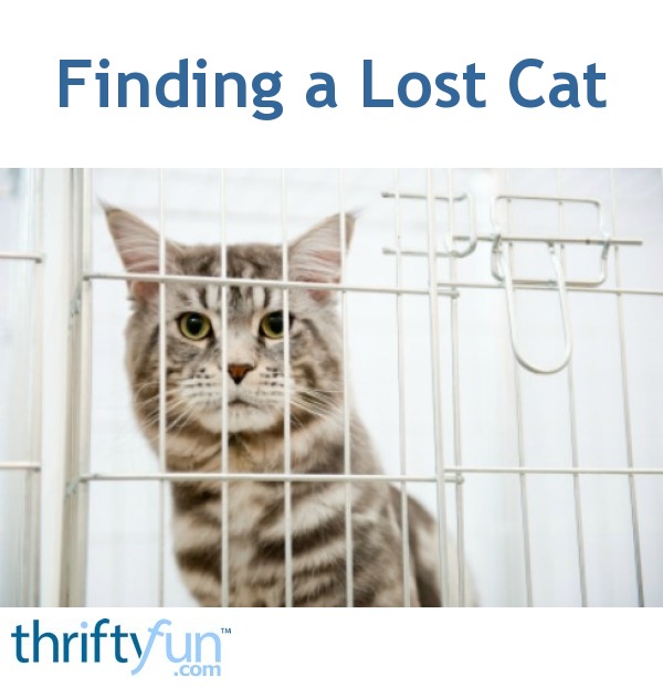 Finding a Lost Cat | ThriftyFun