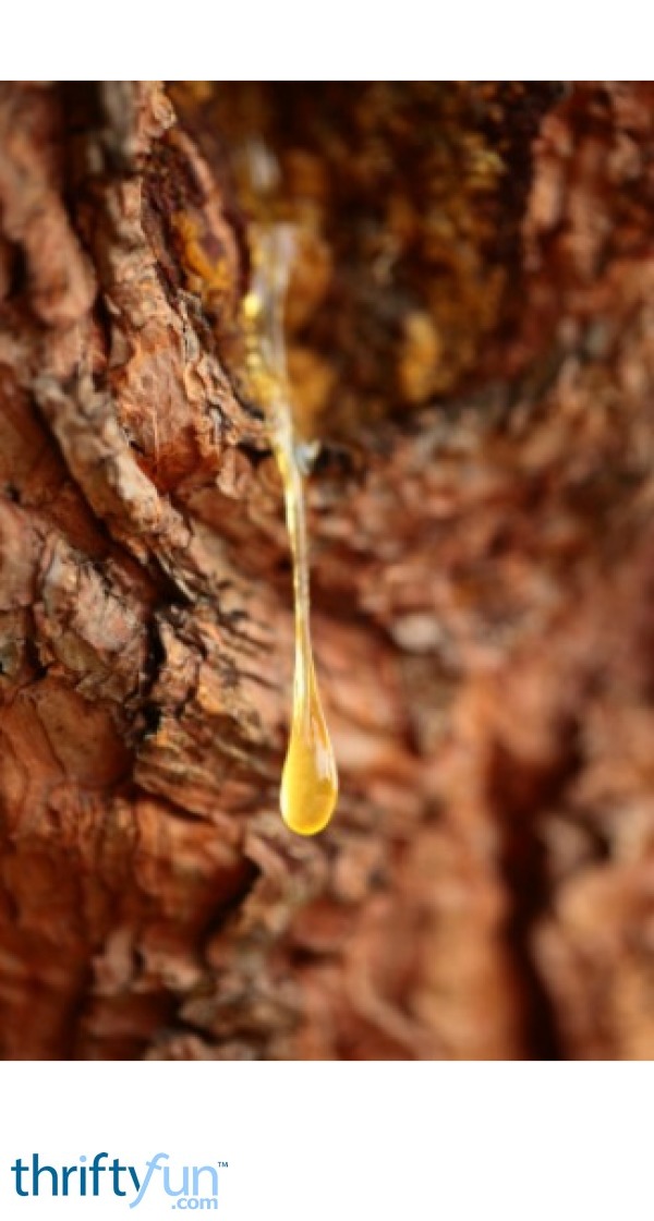 Sap Dripping From a Tree? | ThriftyFun