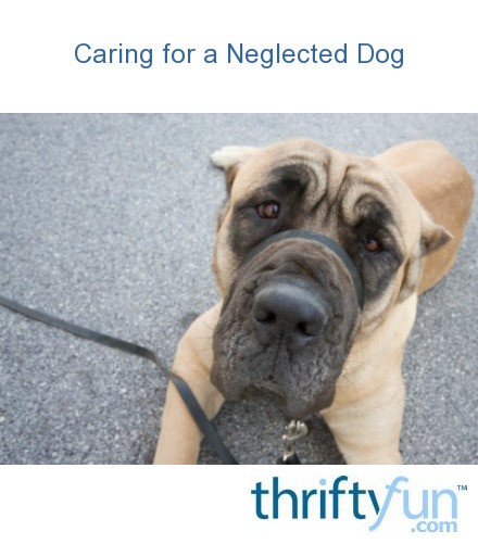 Caring for a Neglected Dog? | ThriftyFun