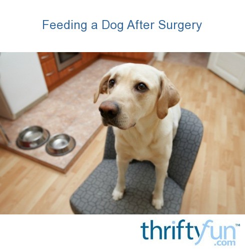 Dog Surgery Memes
