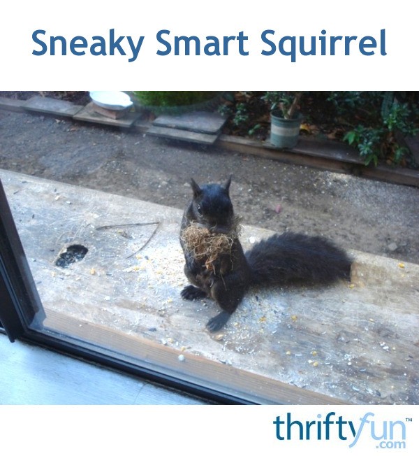 Smart Car Squirrel Memes