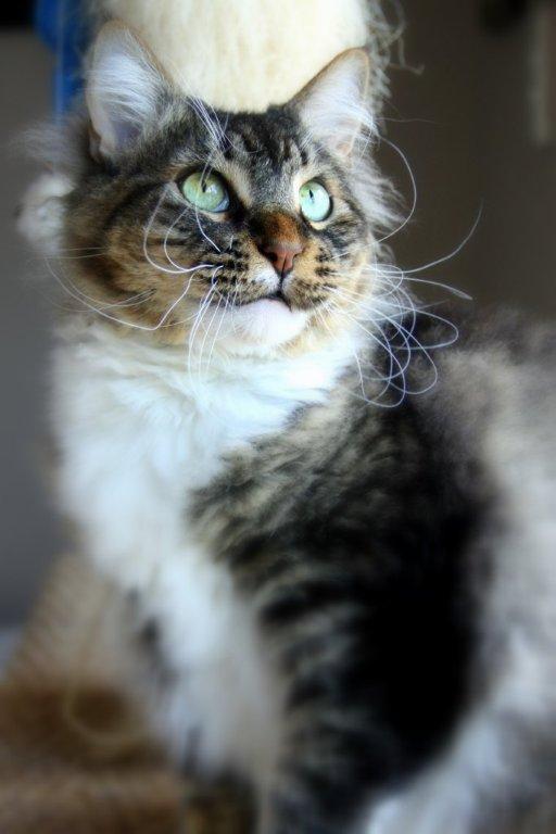 Finn Rogers (La Perm Cat) | ThriftyFun