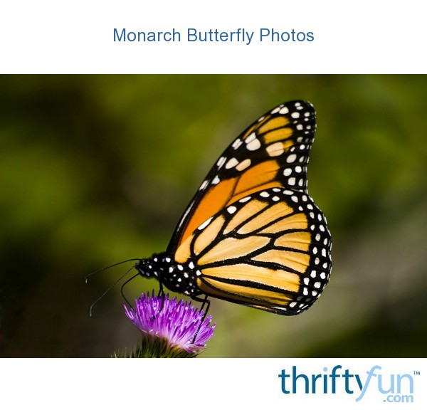 Monarch Butterfly Photos | ThriftyFun
