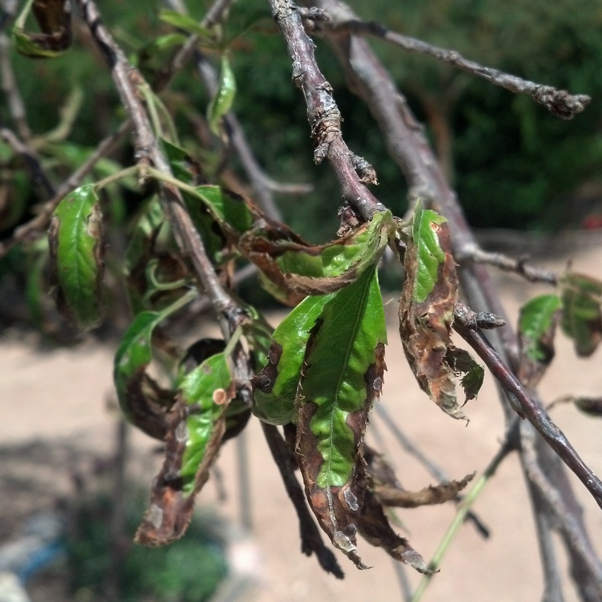 Weeping Cherry Tree Looks Sick? | ThriftyFun
