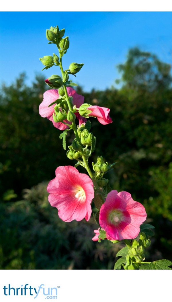 Growing Hollyhock | ThriftyFun