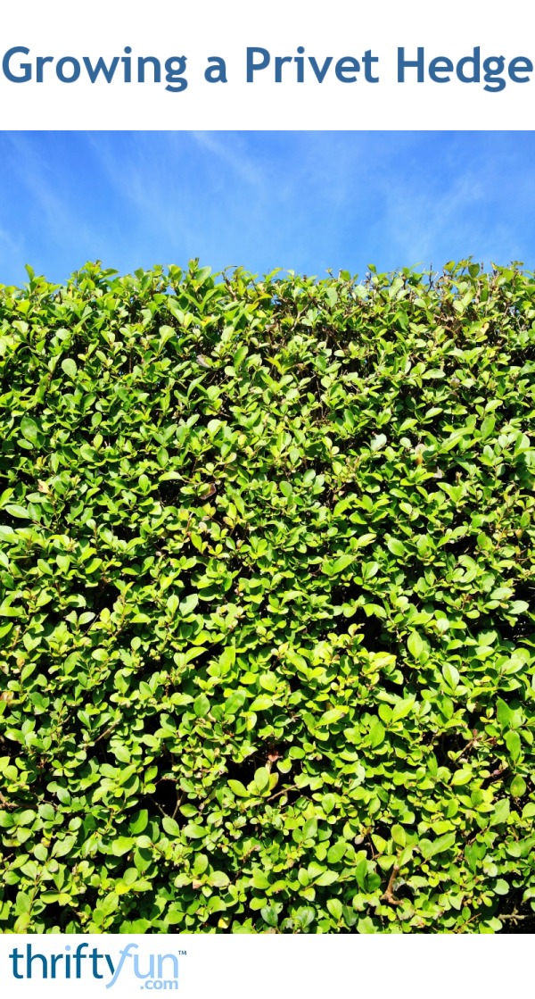 Growing a Privet Hedge | ThriftyFun