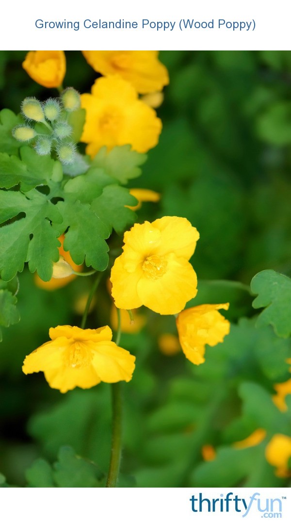 Growing Celandine Poppy (Wood Poppy) | ThriftyFun