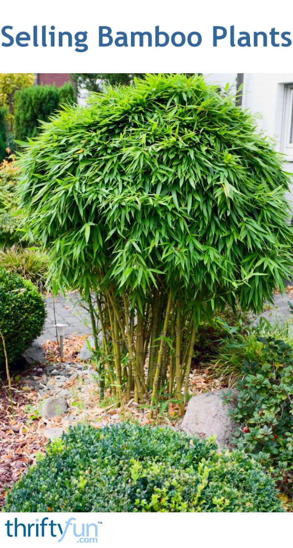 Selling Bamboo Plants | ThriftyFun