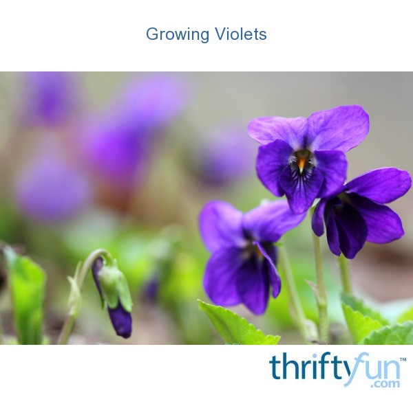 Growing Violets | ThriftyFun
