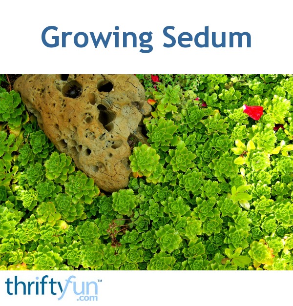 Growing Sedum | ThriftyFun
