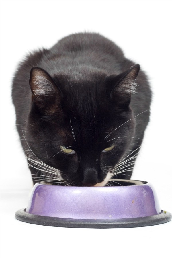 Feeding A Diabetic Cat ThriftyFun Feeding A Diabetic Cat ThriftyFun