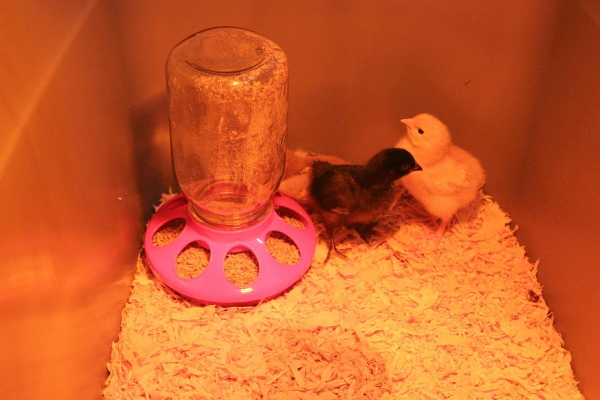 Getting Ready to Raise Chicks | ThriftyFun