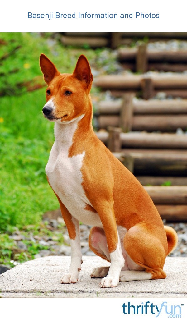 Basenji Breed Information | ThriftyFun