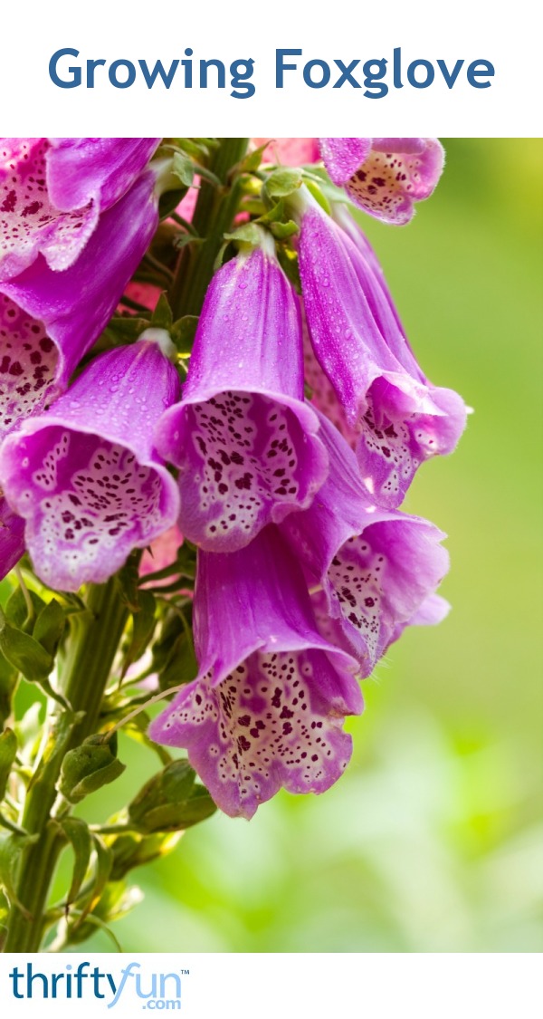 Growing Foxglove | ThriftyFun