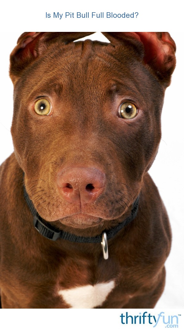 Is My Pit Bull Full Blooded? | ThriftyFun