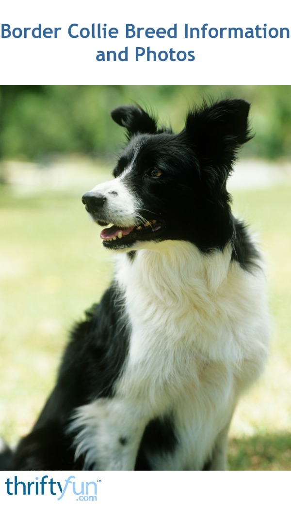 Border Collie Breed Information and Photos | ThriftyFun
