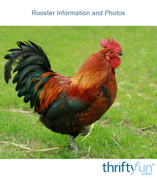 Rooster Information and Photos | ThriftyFun