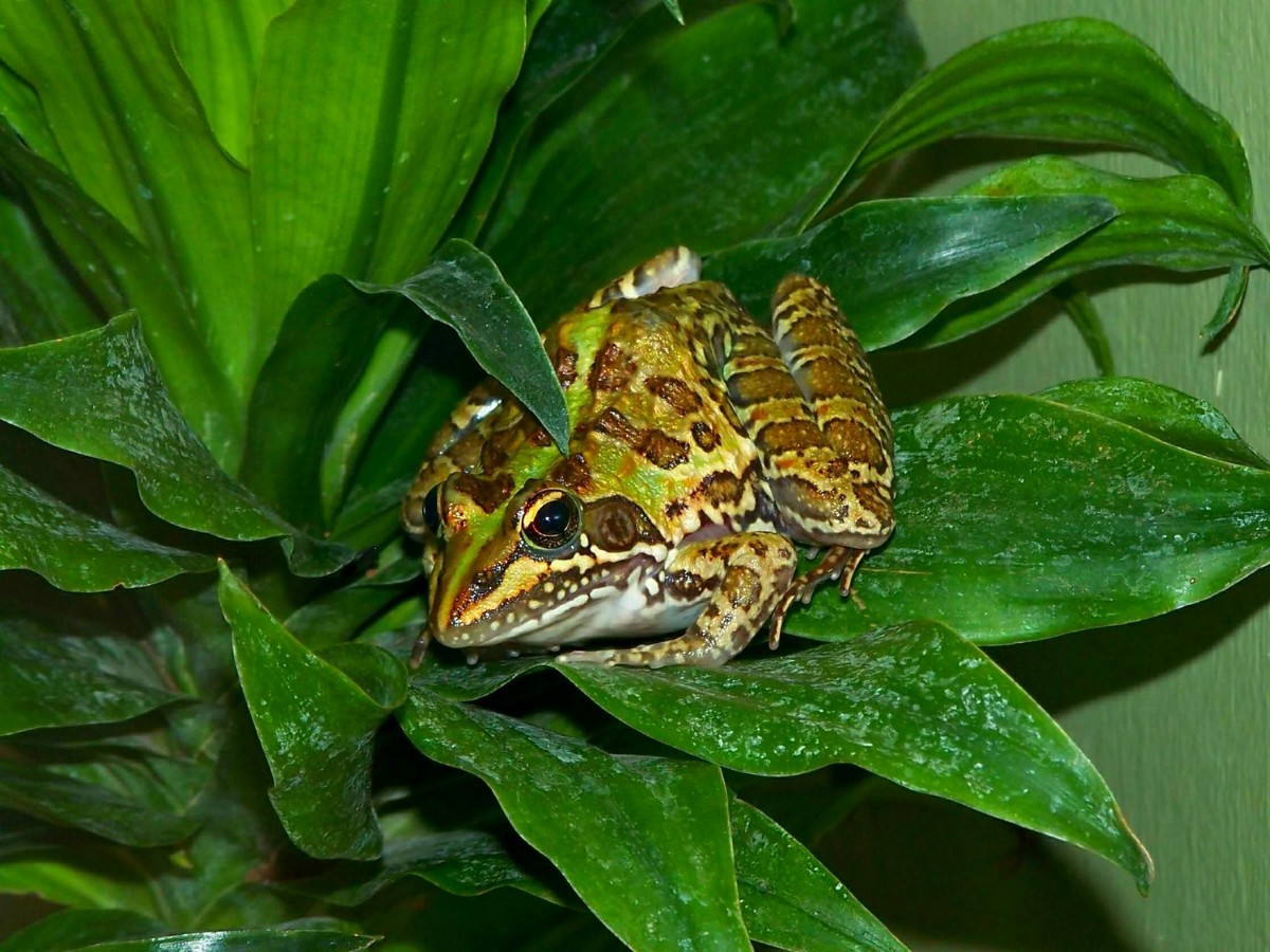 Frog (Pretoria Zoo, South Africa) | ThriftyFun